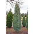 Skyrocket Juniper - 3 Live 4 Inch Pots - Juniperus Scopulorum - Formal ...