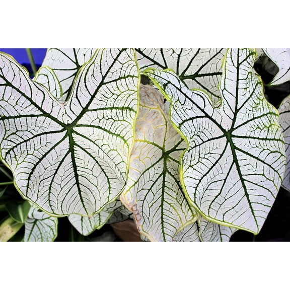 6 Snow White Caladium Bulbs for Planting - Perennial Hosta, Elephant ...