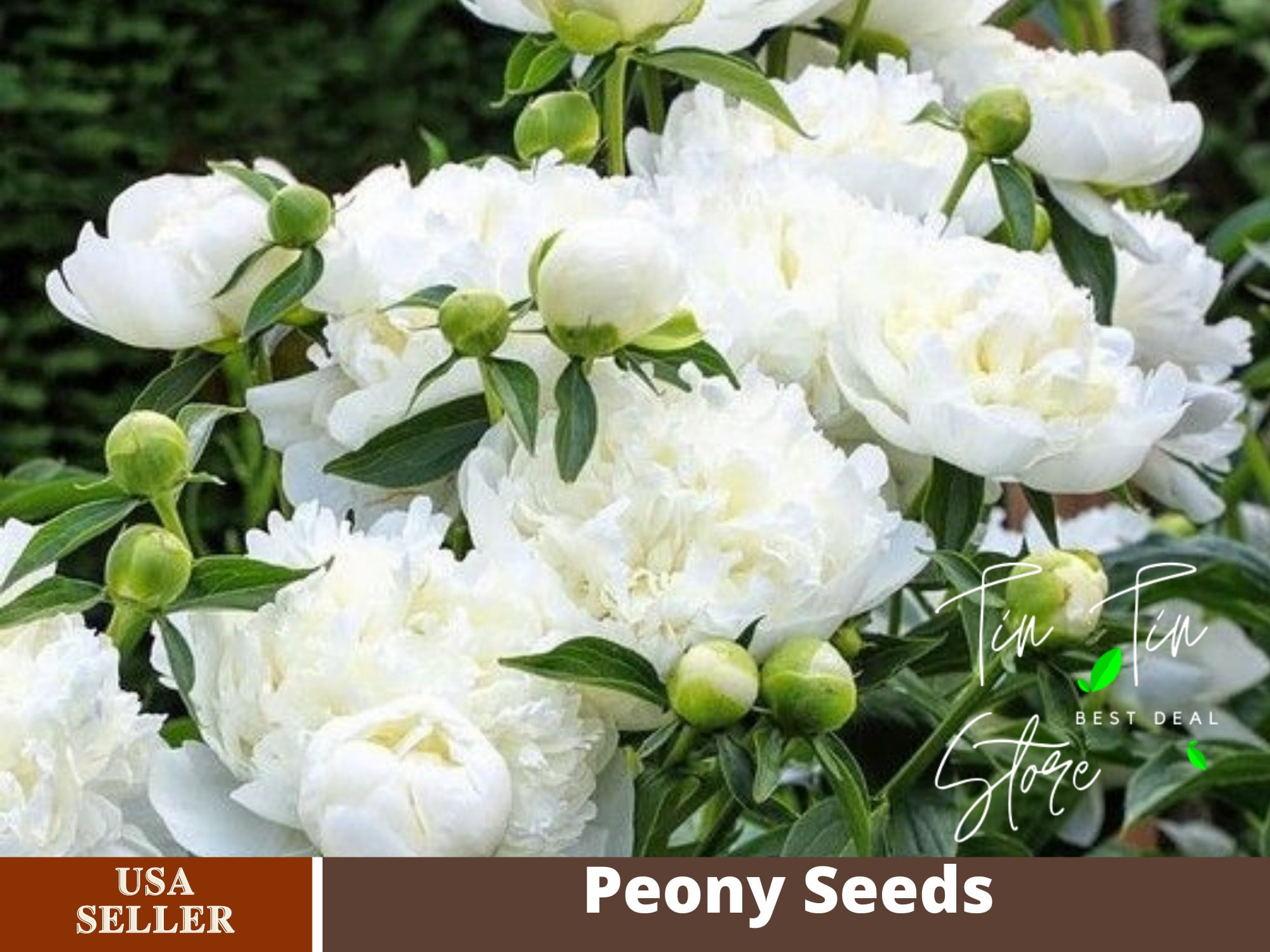 10+ Rare Seeds| Blush Queen Peony Seeds #B012 [BUY 3 GET 1 FREE ...