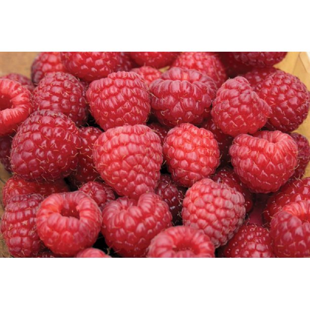 Nova Red Raspberry Plant - Very Hardy - 2.5" Pot - Walmart.com