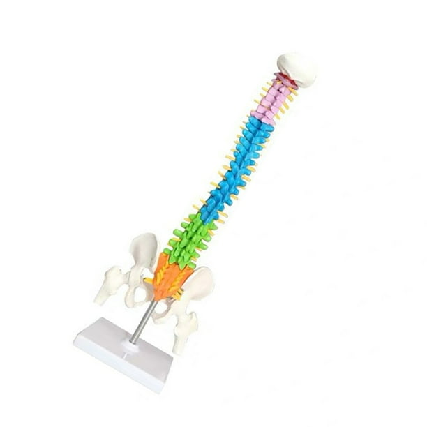 Thinsony Professional Practical Anatomical Spine Model Lightweight ...
