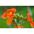 100 Twinkle ORANGE MONKEY FLOWER Mimulus Seeds - Walmart.com