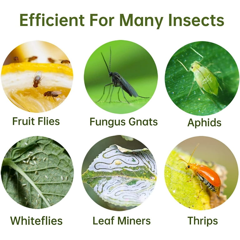 Fungus Gnats Vs Fruit Flies