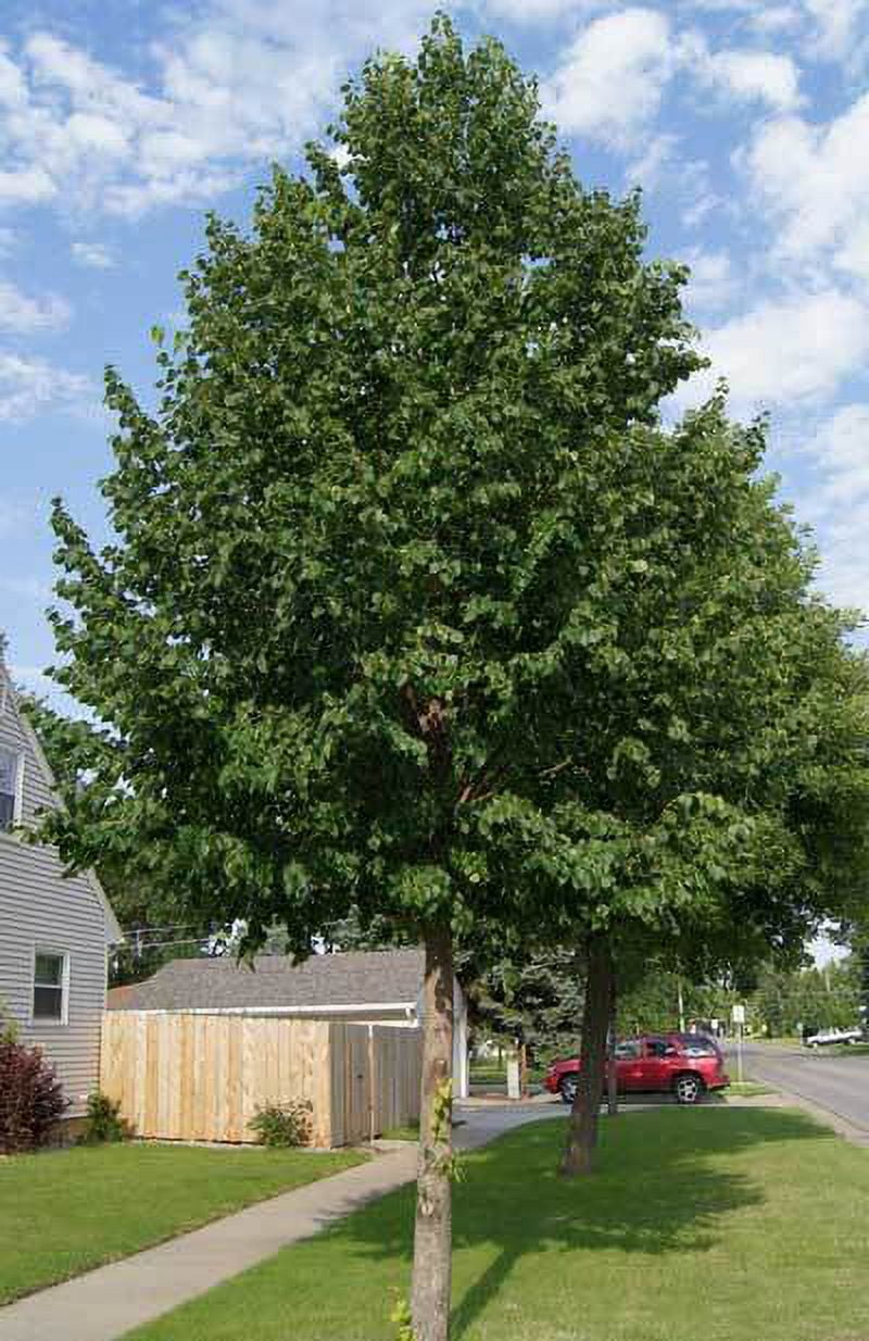Hybrid Poplar