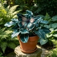 Elegant Hosta Collection – Drought Tolerant & Air Purifying – Tall ...