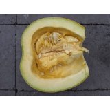 35 Seeds Sweet TATUME SQUASH Cucurbita Pepo Calabash Calabacita Mexican ...