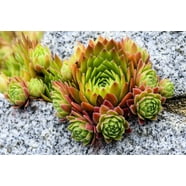 5 Cold Hardy Yellowhorn Tree Seeds - Xanthoceras Sorbifolium ...