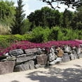 Purple Classic Wave Petunias Only Grow 5 - 7 Inches Tall - 30 Seeds ...