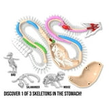 Dissect It Rattlesnake Superlab Dissection Kit for Kids, Realistic ...