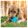 BNHHNB Gnawt-a-Rock Dog Toy – Durable Latex Rubber, Treat Dispensing ...