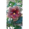 Cajun Color Voodoo Magic Hibiscus Flower Shrub, Starter Plant with ...