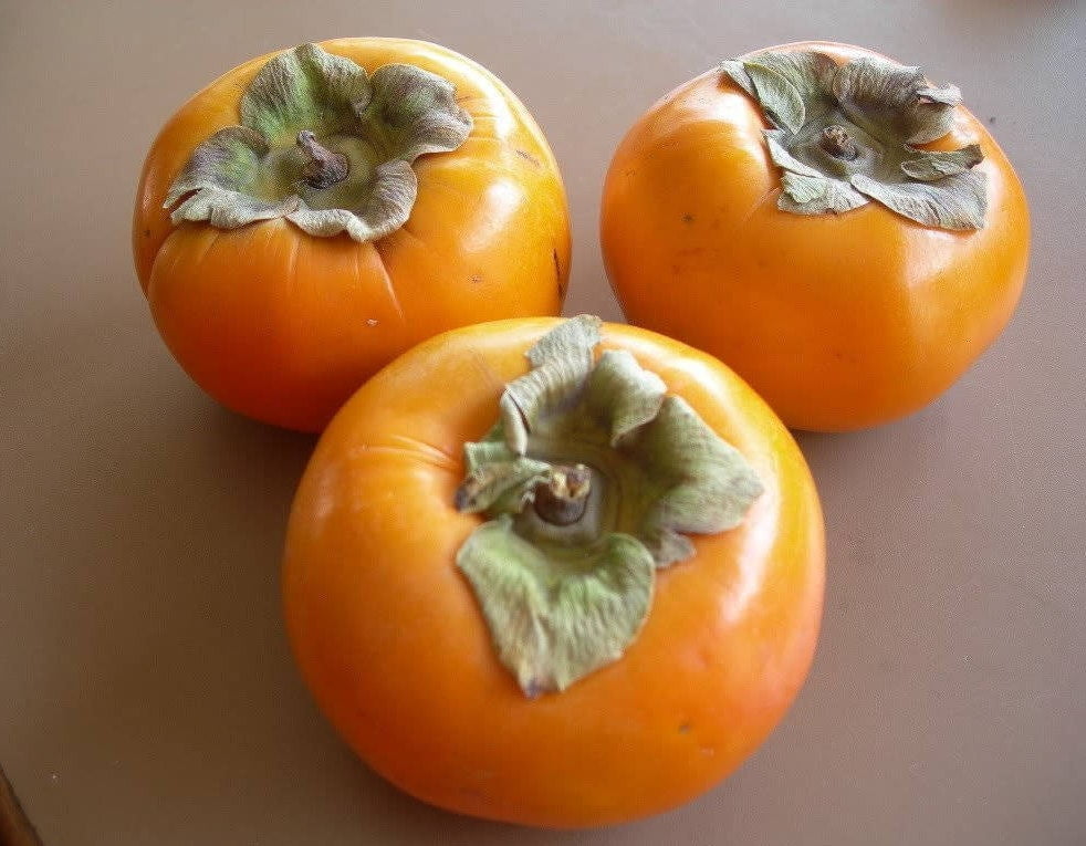 5 AMERICAN PERSIMMON TREE Diospyros Virginiana Fruit Seeds - Walmart.com