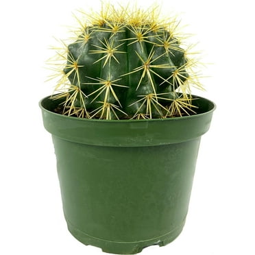 Instant Cactus/Succulent Collection - 8 Plants -Terrarium/Fairy Garden ...