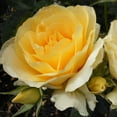 Heirloom Roses - Honor Elizabeth English Legend Rose Plant - Fragrant ...