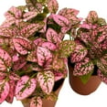Pink Hypoestes phyllostachya 2 inch Set of 3 Flamingo Polka Dot Plant ...