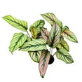 Calathea Majestica White Star, 2 inch Set of 3 Tiny Mini Pixie Plants ...