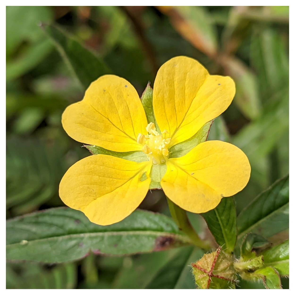 Everwilde Farms - 1 lb Seedbox Native Wildflower Seeds - Gold Vault ...