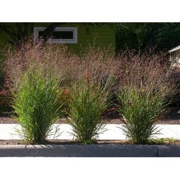 Premium Rough Fountain Dropseed Grass Seed, 100+ Seeds– Native ...