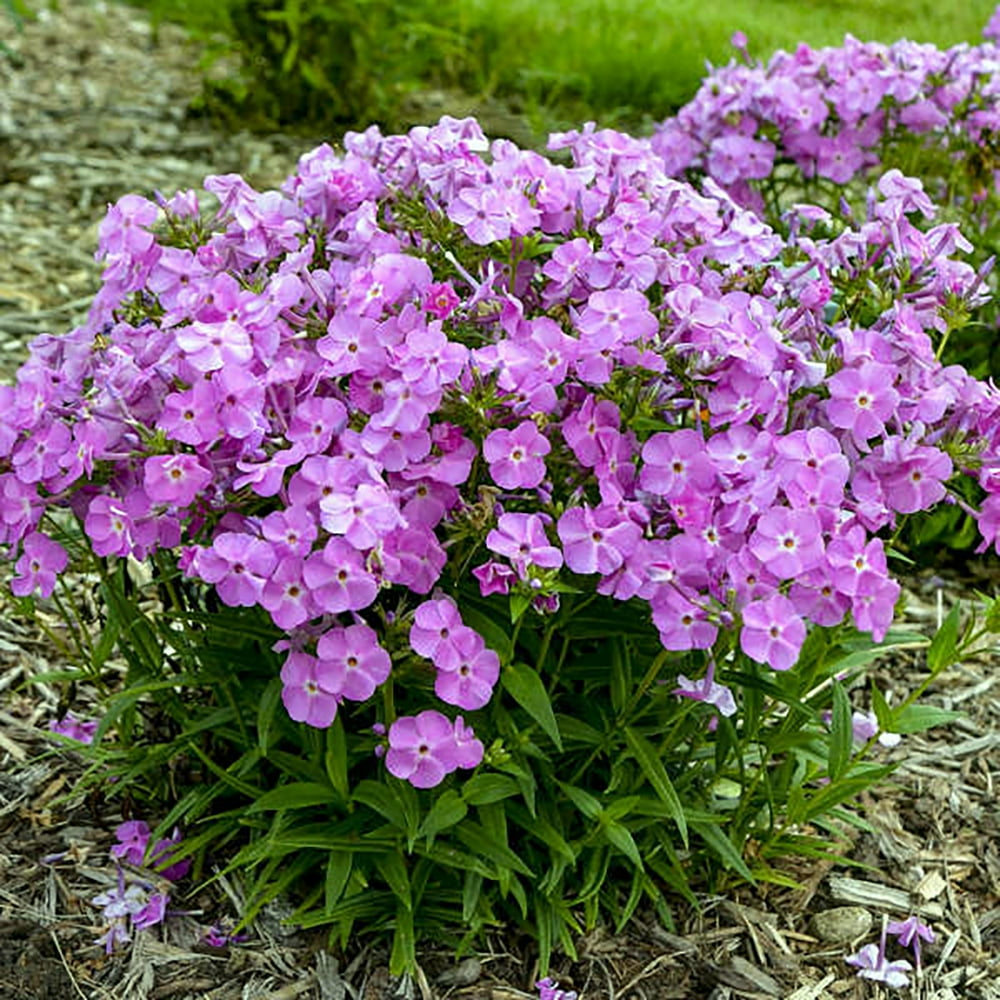 Baby Doll Pink Dwarf Phlox - Gallon Pot - Hardy Perennial - Walmart.com ...