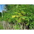 ENDLESS FOREST FARMS 25+ Seeds The Tree of Life - The Moringa Tree Easy ...