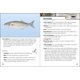 Fish Identification Guides: Saltwater Sport Fish of the Gulf Field ...