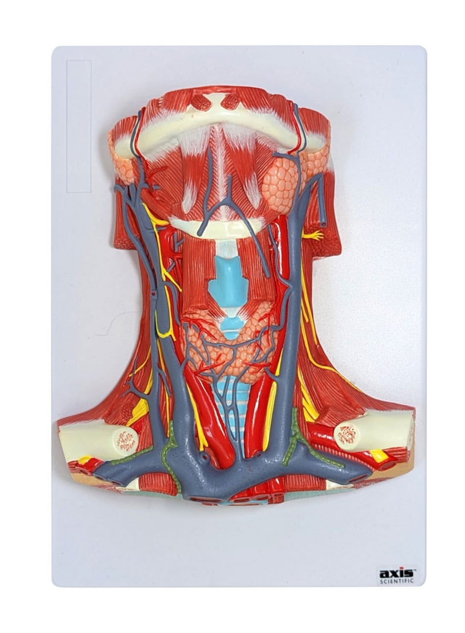 Axis Scientific Human Neck and Throat Model | View Into Throat Showing ...