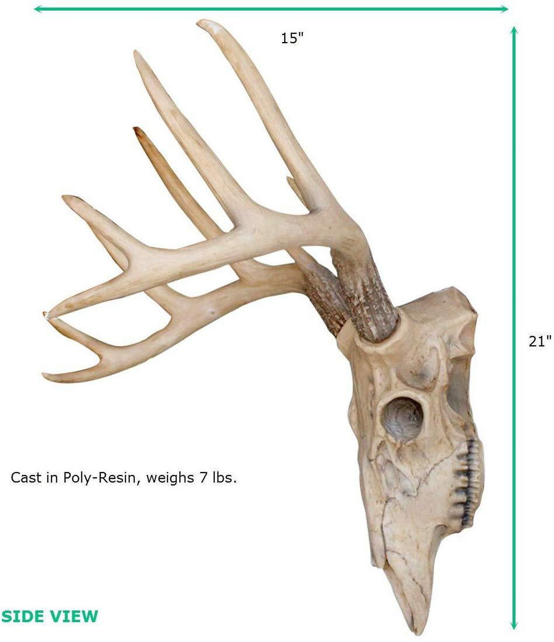Deer Skull Anatomy