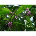 Shoebutton Plant - Ardisia humilis - Tropical House Plant - 3" Pot ...