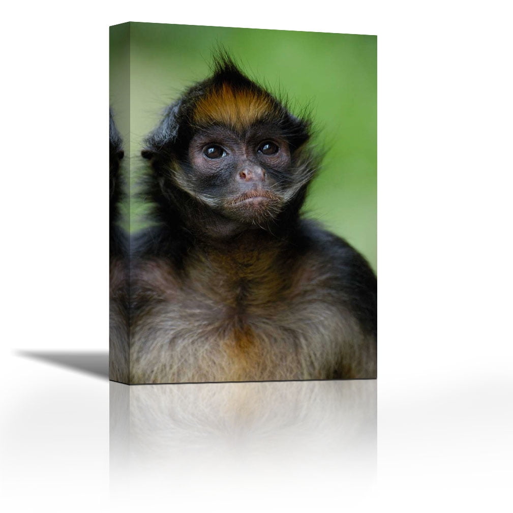White-bellied Spider Monkey portrait, Amazon Rainforest, Ecuador ...