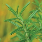 Burpee-Rosemary Seed Packet - Walmart.com