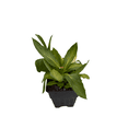 Starship™ Blue Perennial Plant - Lobelia - Quart Pot - Walmart.com