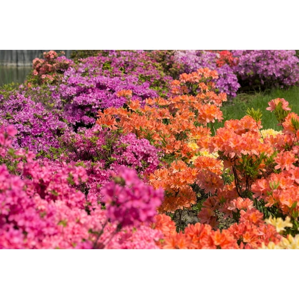 25 MIXED COLORS AZALEA Rhododendron spp. Red, Pink, Purple, White ...