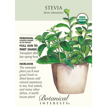 Stevia Seed - Sweet Leaf Herb Seeds - 100 Seeds - Walmart.com