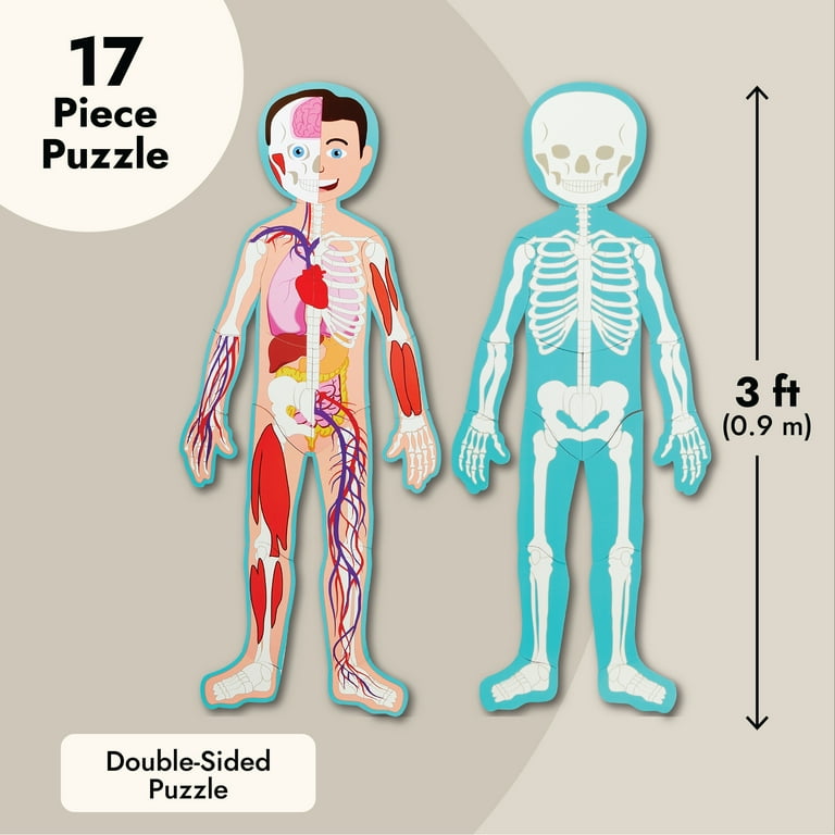 Diagram Of Human Body Parts For Kids