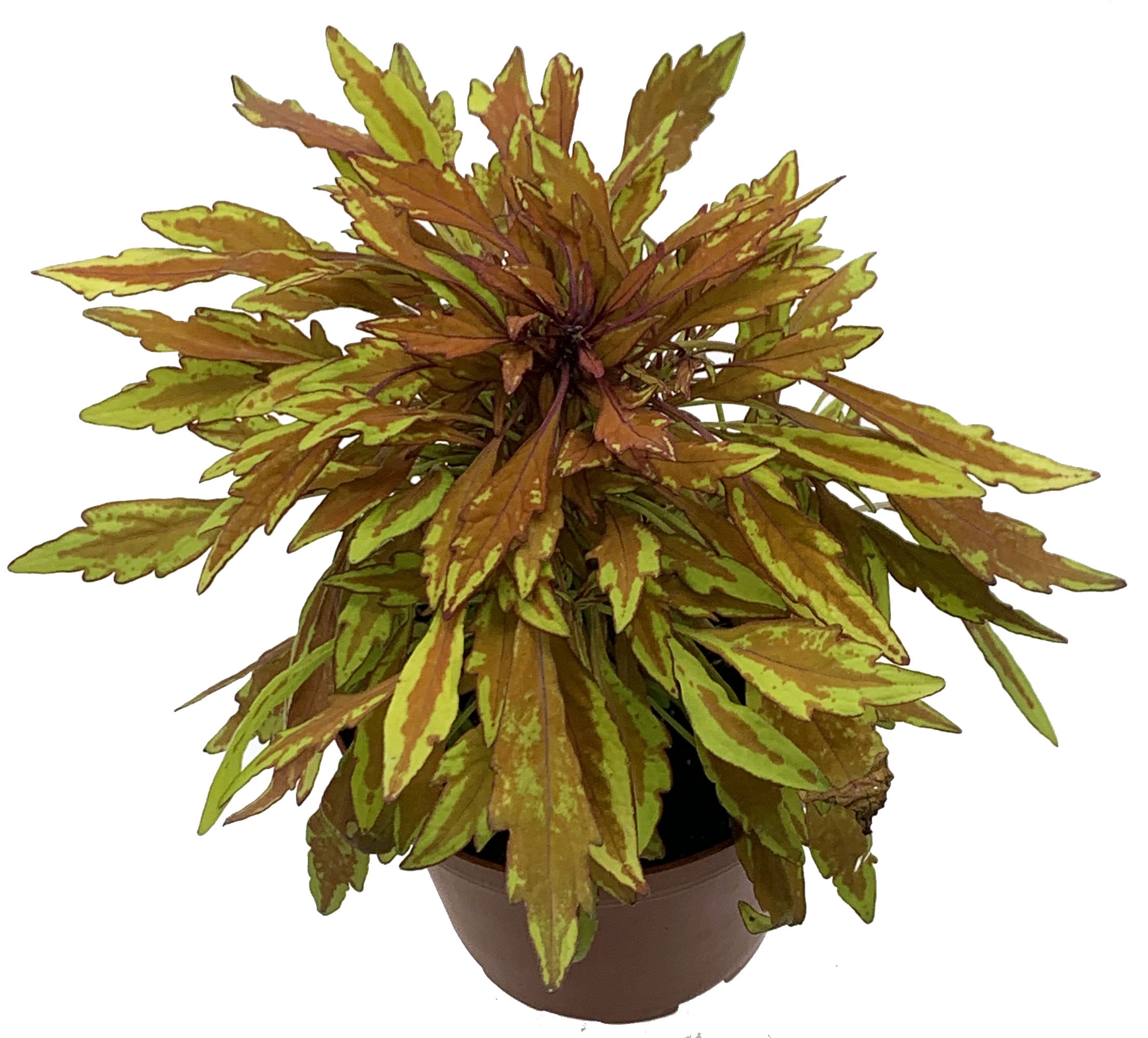 Lion's Mane Mini Copper Plant - Solenostemon - Fiery House Plant - 3.7 ...