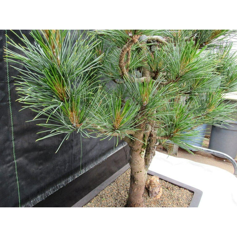 37 Year Old Thunderhead Japanese Black Pine Specimen Bonsai, 49% OFF