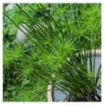 Dwarf Papyrus, a Great Live Pond Plant for Your Water Garden. Filters ...