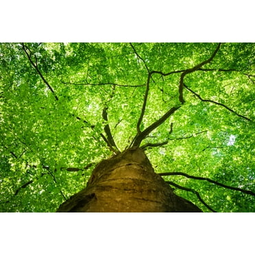 White Oak Tree Seedlings for Planting - 1 Yr Old Seedlings of Quercus ...