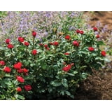 Petite Knock Out® Rose - Live Plant (1 QT) | Miniature Rose | Deep Red ...