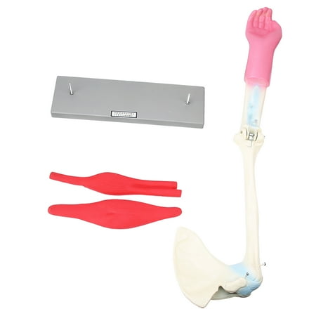 Arm Model, Arm Motion Model Anatomical ArmModel, For School Suitable ...