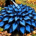Midnight Blue Hosta-Bulbs For Planting-Premium Garden Stakes Perfect ...