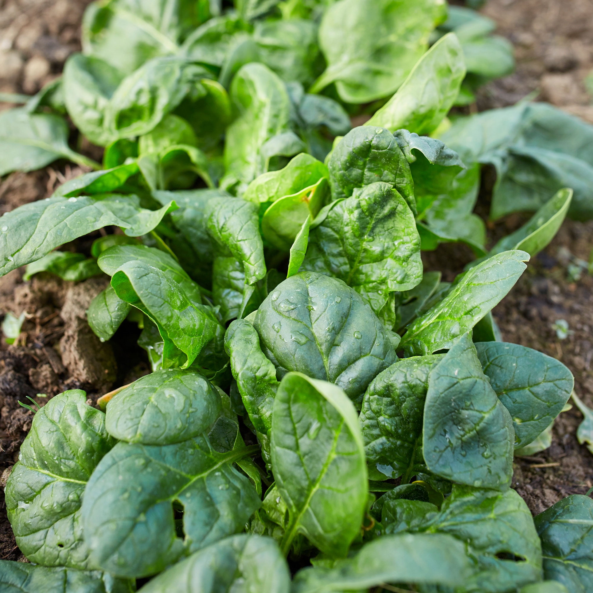 Spinach Seeds Matador Seeds Viking 4 G Packet ~300 Seeds