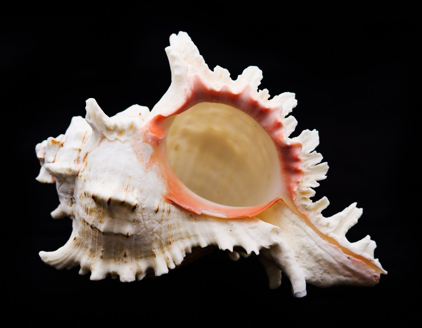 Murex Ramosus Shell | 4 3/4- 5 7/8" Large - Walmart.com