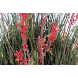 Seedville Red Yucca Seeds, 25 Evergreen Succulent Garden Seeds ...