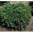 Soft Touch Holly 1 Extra Large 3 Gallon Plant Ilex crenata 'Soft Touch ...