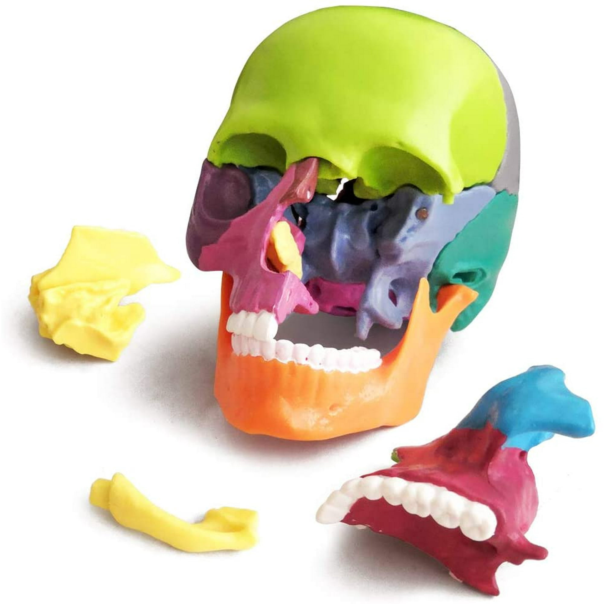 4D Vision Didactic Exploded Human Skull Anatomy Model, 40% OFF