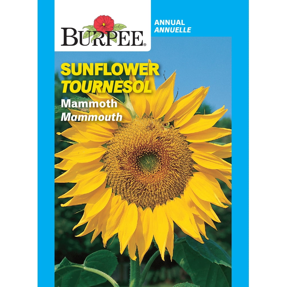 Click here for Burpee Canada Burpee Mammoth Sunflower prices