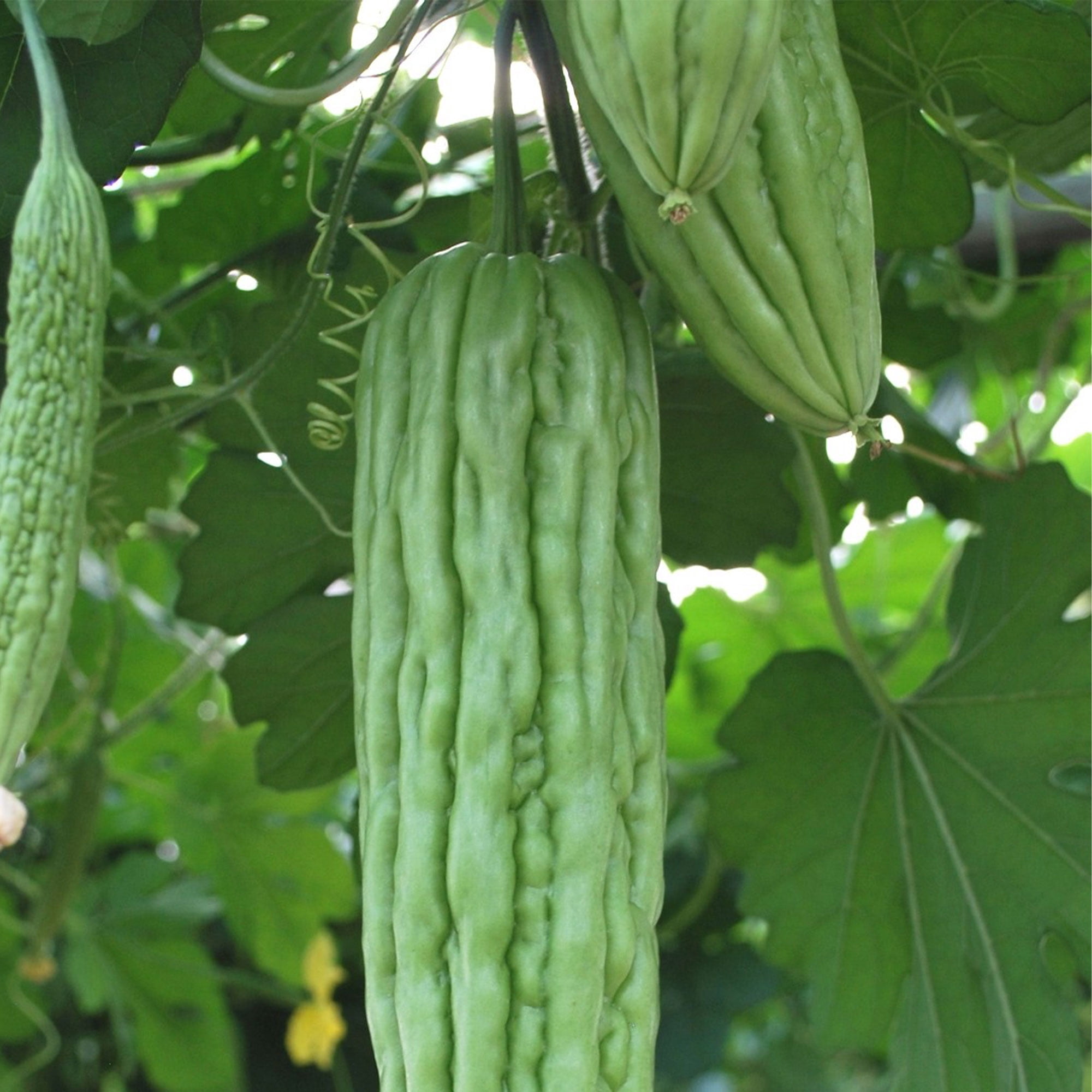 Gourd Seeds - Joy Green - Hybrid - 4 Oz ~560 Seeds - Non-GMO, F1 Hybrid ...