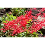 100 Red HEUCHERA SPLENDENS Coral Bell Heuchera Sanguinea Shade Flower ...