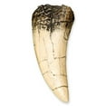 Tyrannosaurus Rex Dinosaur Tooth (5 in) (Recreation) - Walmart.com